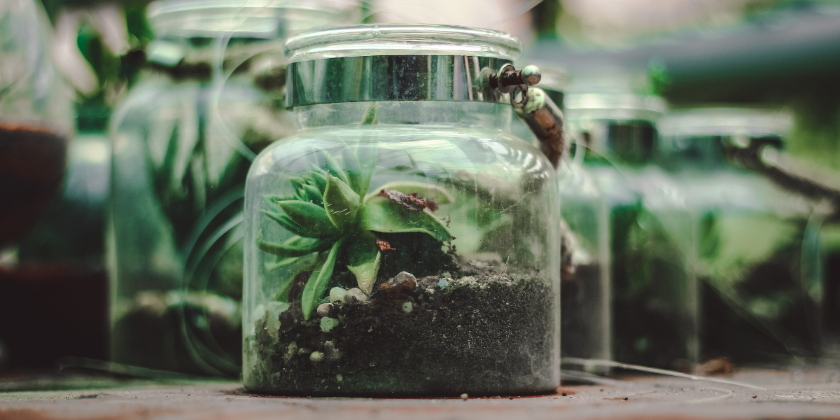 El ecosistema de un terrario cerrado de plantas: un microclima tropical ...