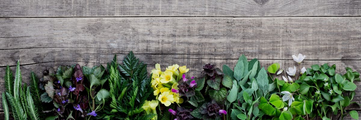 Indoor kitchen garden - step-by-step guide | HESI Plantenvoeding B.V.