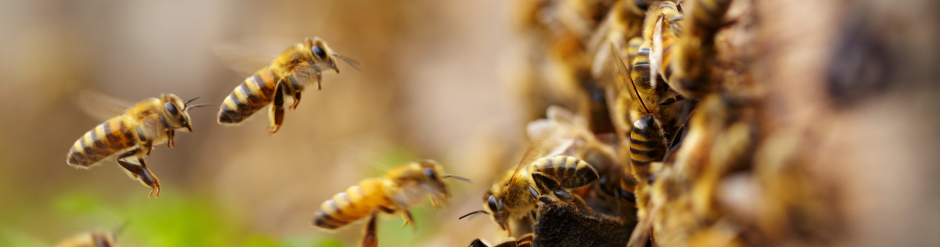 The importance of bees for farming